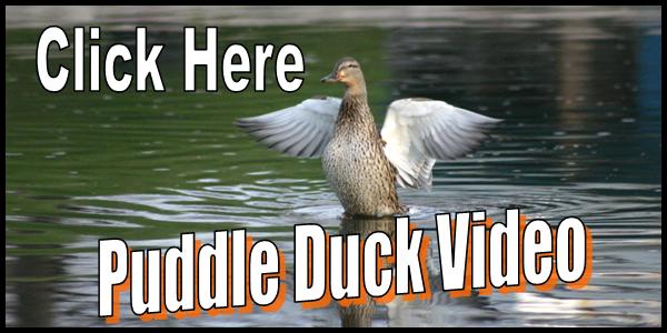 New York Puddle Duck Hunting - Bill Saiff Outdoors